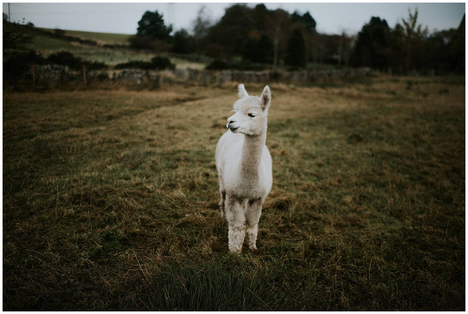 Edinburgh alpaca farm photoshoot - Edinburgh photographer | Natalia ...